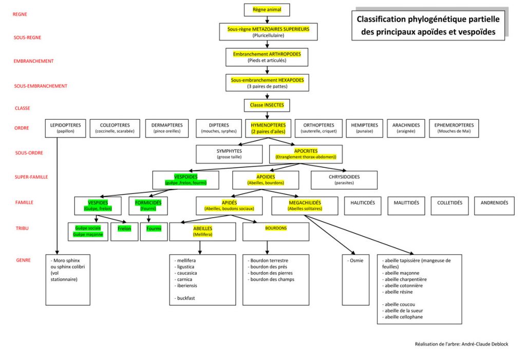 Classification des insectes | Au Bon Miel