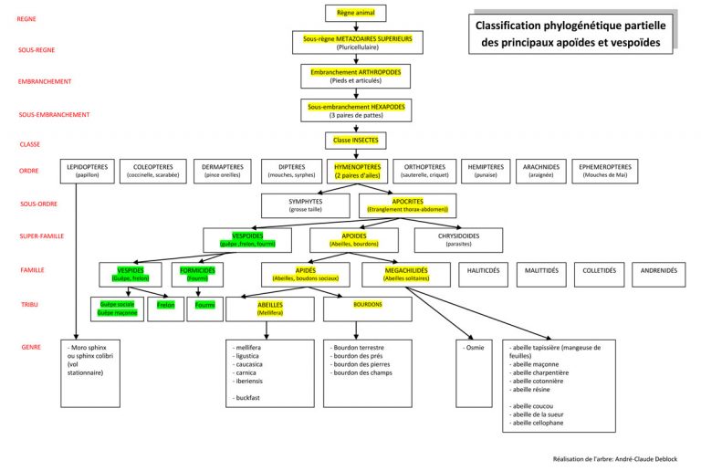 Classification des insectes | Au Bon Miel